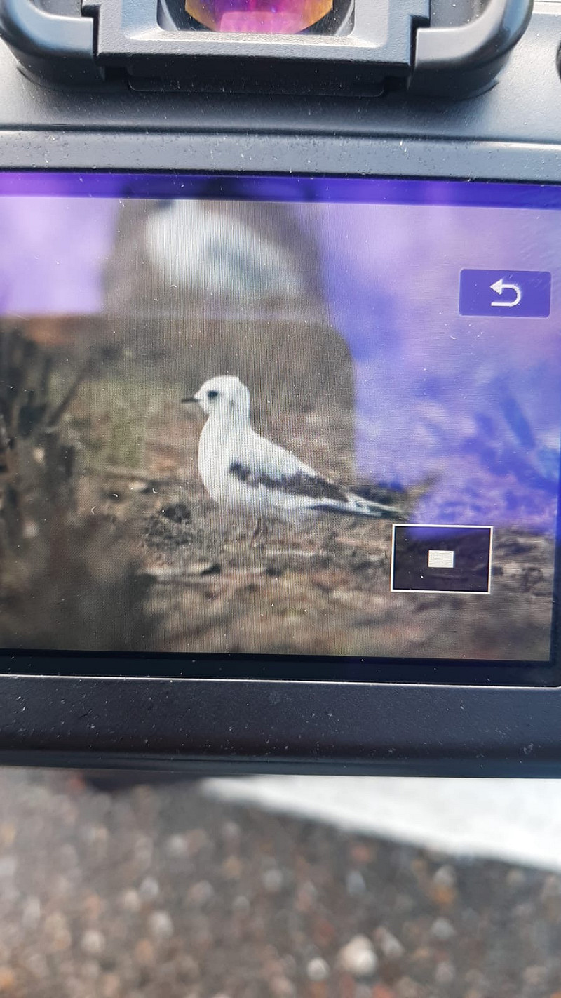 Ross' Meeuw - Dutch Bird Alerts